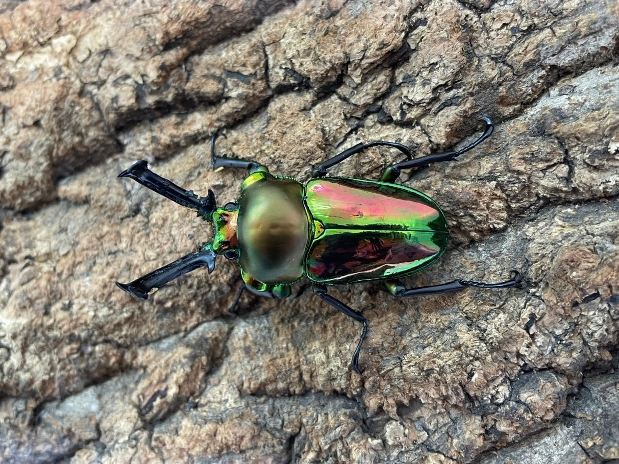 新着 – Page 6 – INSECT SHOP KMY