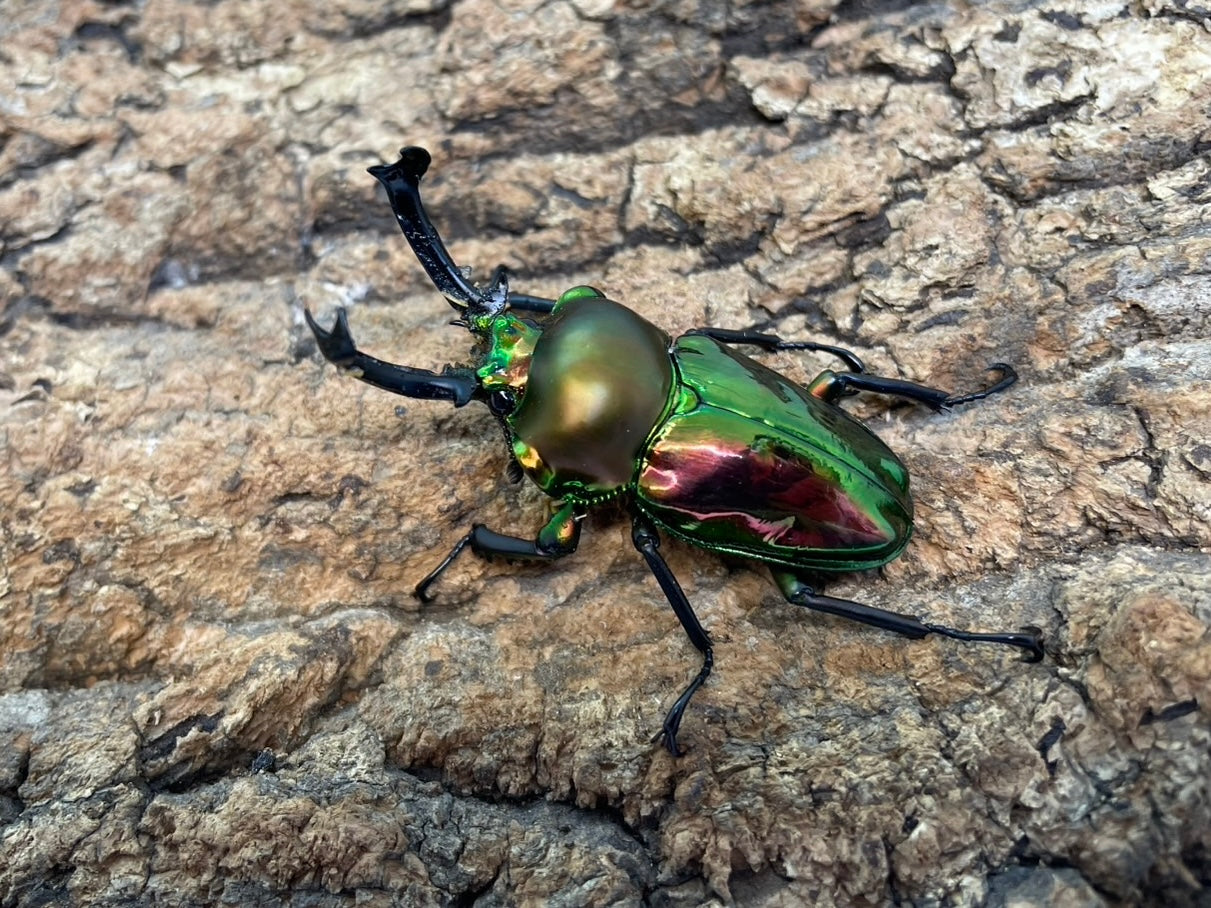 新着 – Page 6 – INSECT SHOP KMY