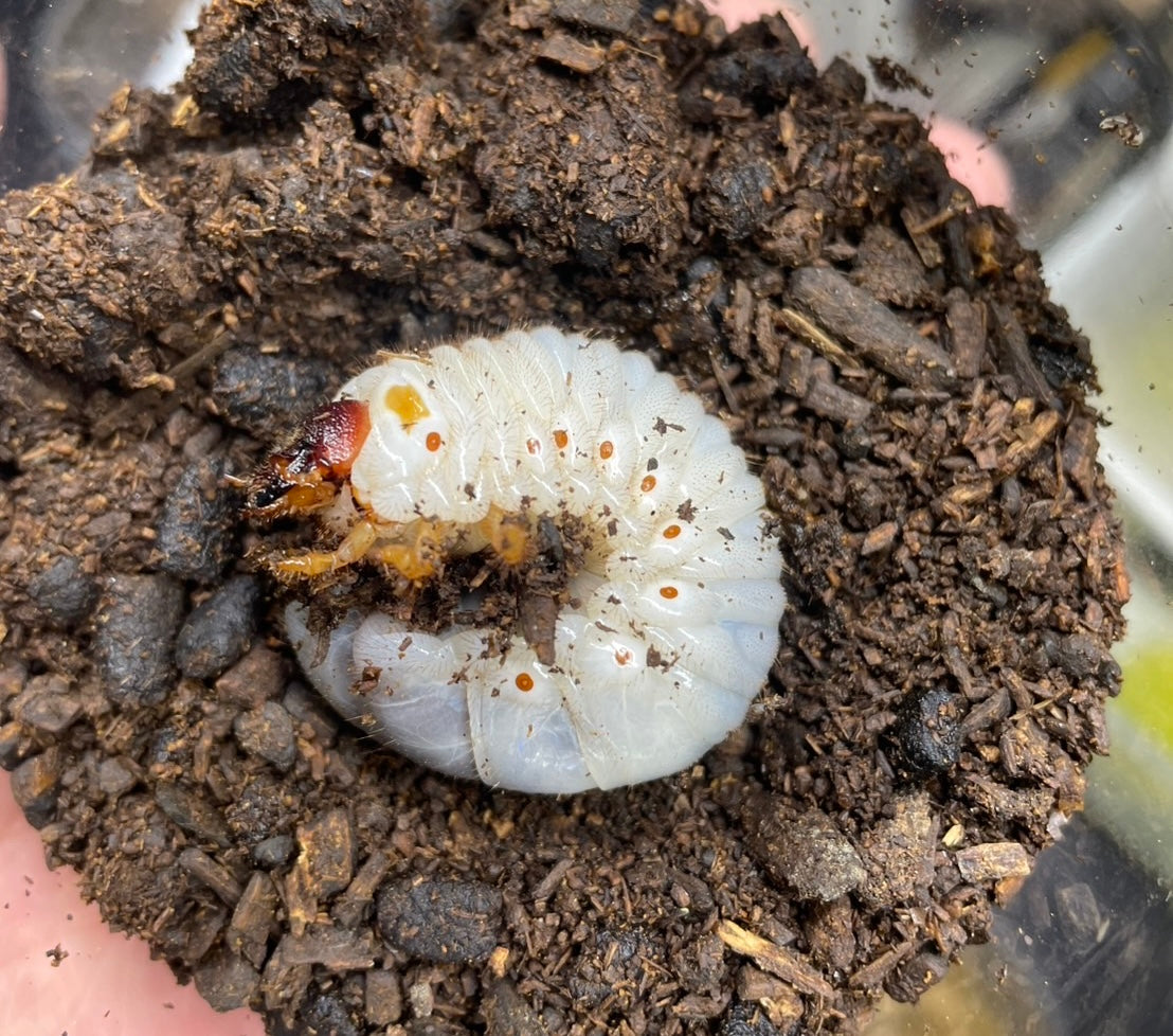 新着 – Page 3 – INSECT SHOP KMY