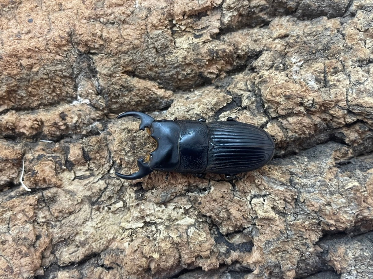 新着 – Page 3 – INSECT SHOP KMY