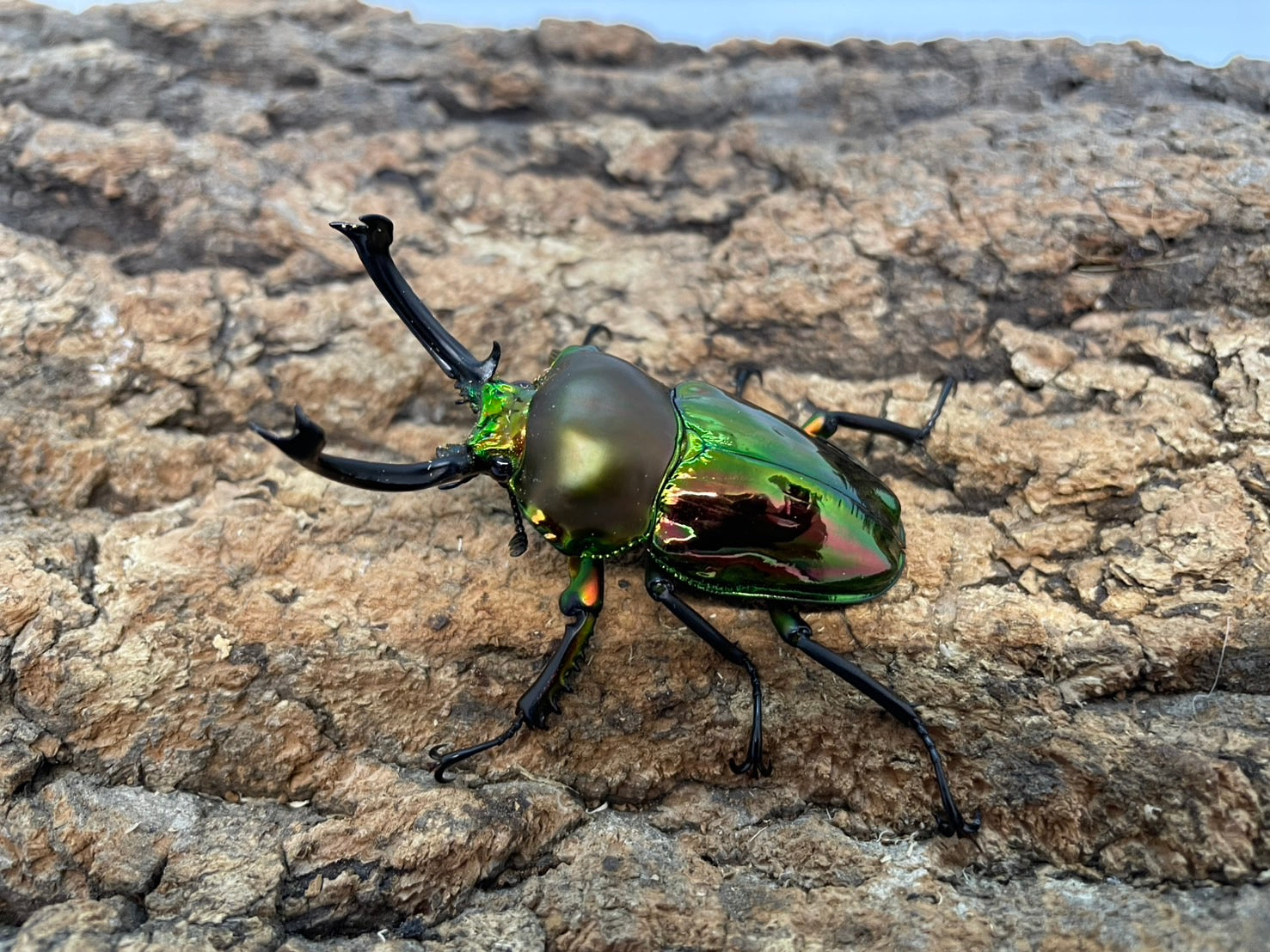 新着 – INSECT SHOP KMY