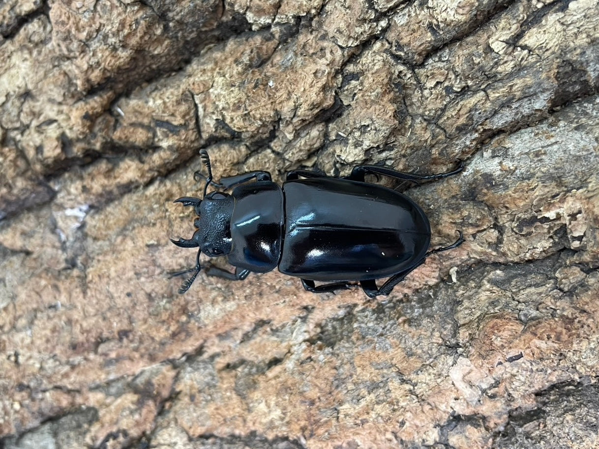 商品 – Page 2 – INSECT SHOP KMY