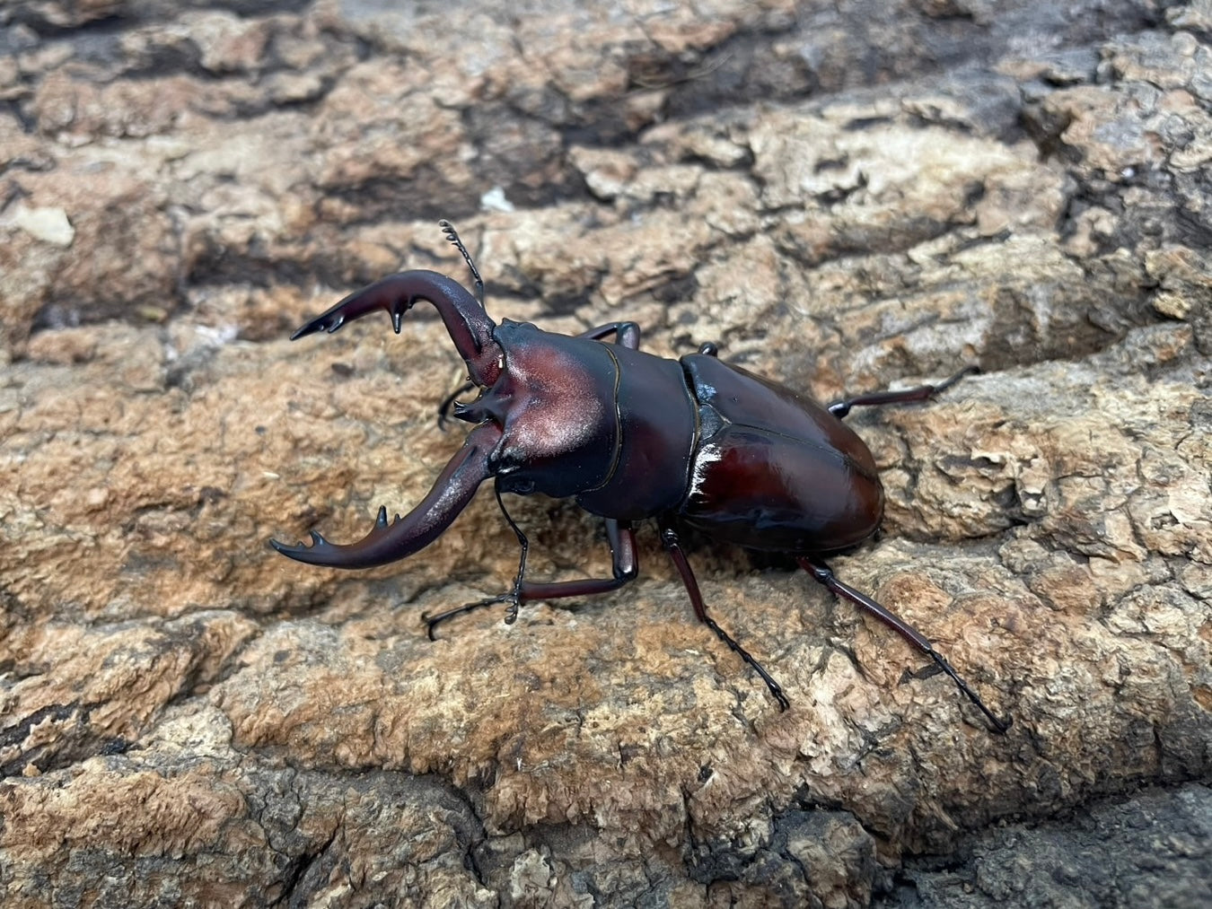 WD – INSECT SHOP KMY