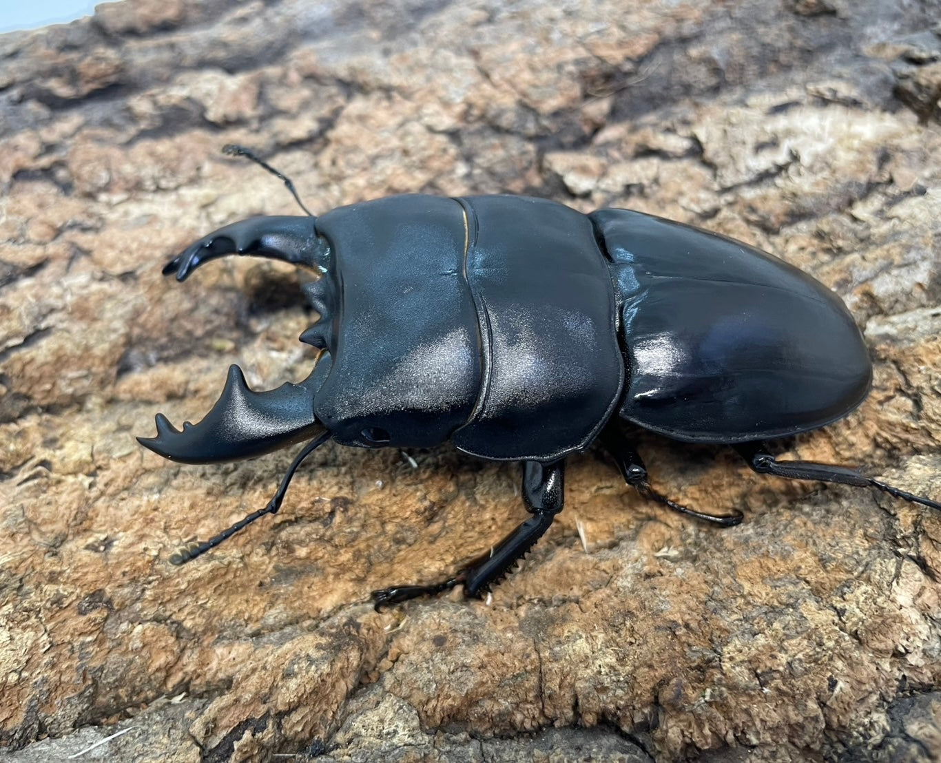 WD – INSECT SHOP KMY