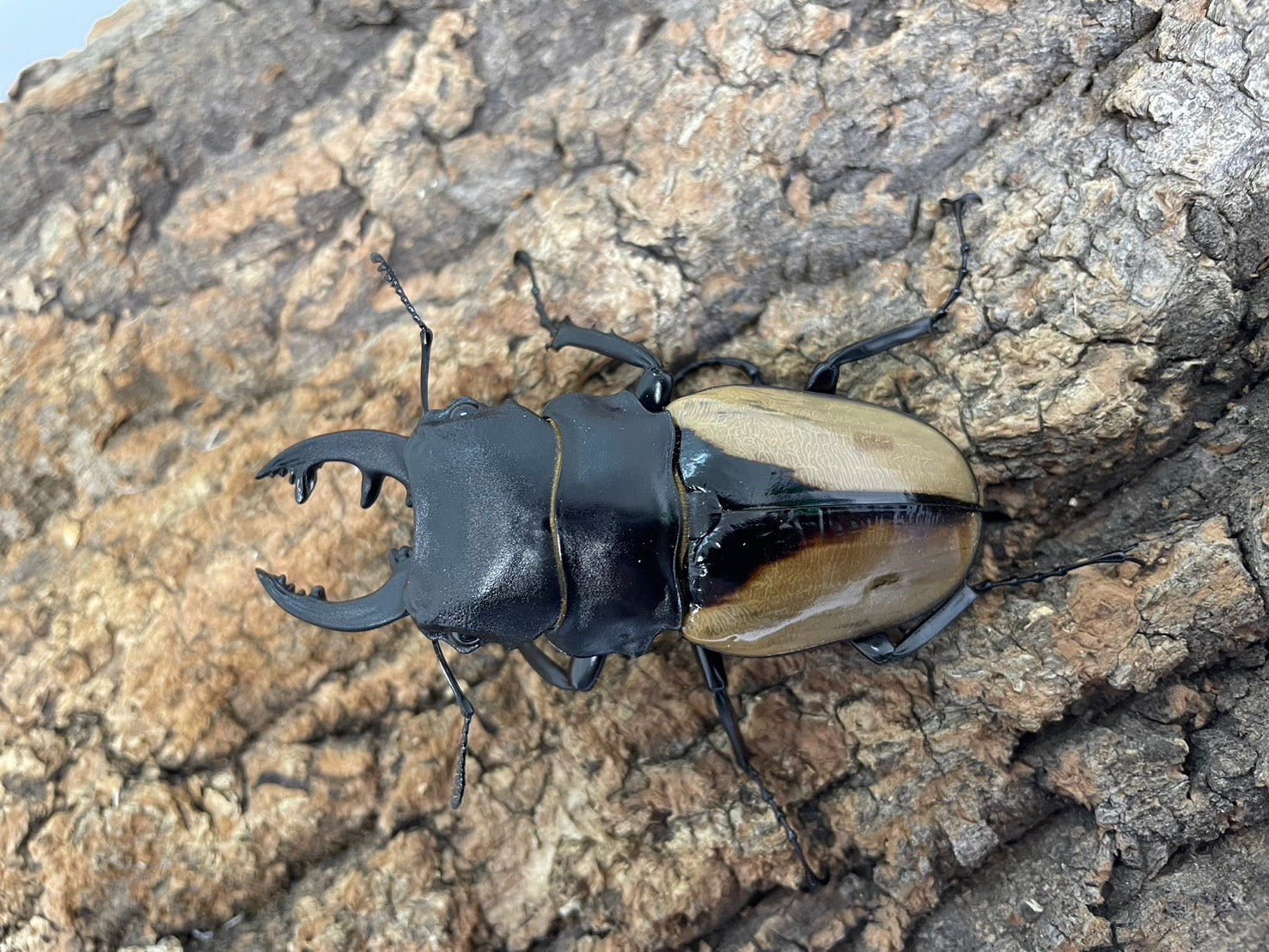 新着 – INSECT SHOP KMY