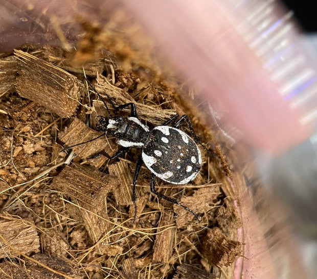 新着 – INSECT SHOP KMY