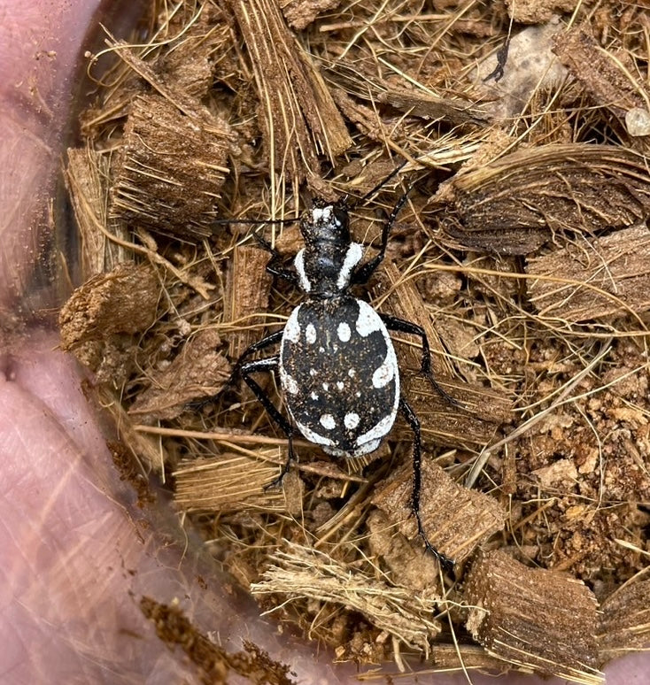 新着 – INSECT SHOP KMY