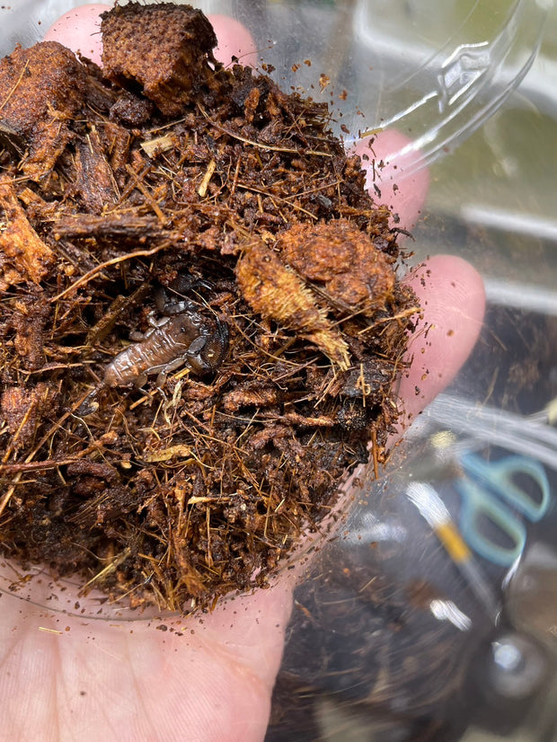 新着 – INSECT SHOP KMY