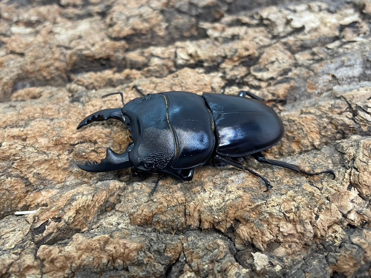 WD – INSECT SHOP KMY