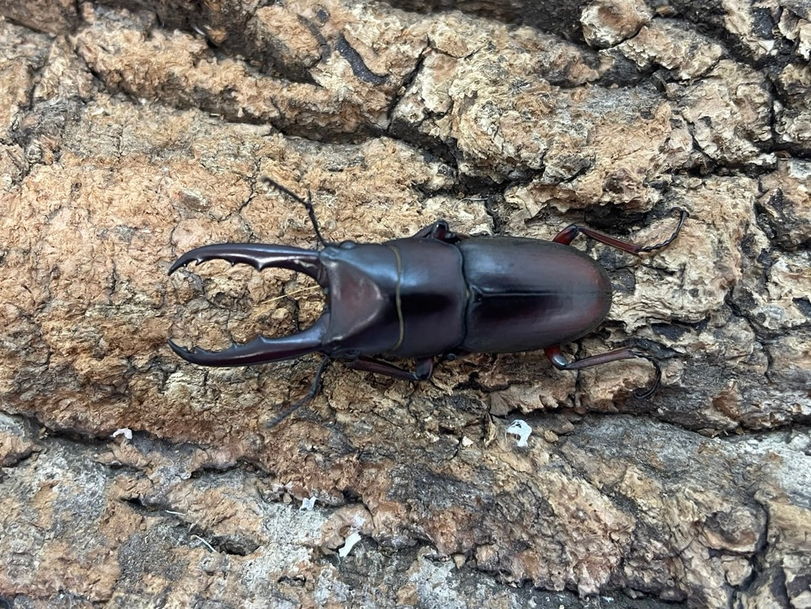 WD – INSECT SHOP KMY