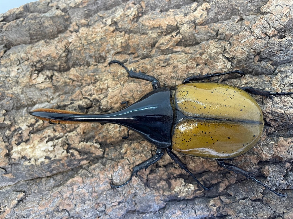 商品 – INSECT SHOP KMY