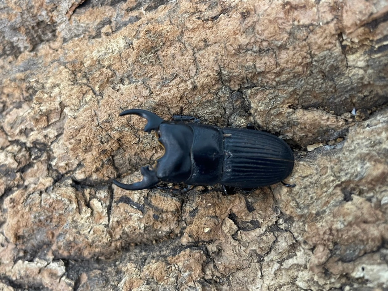 新着 – Page 2 – INSECT SHOP KMY