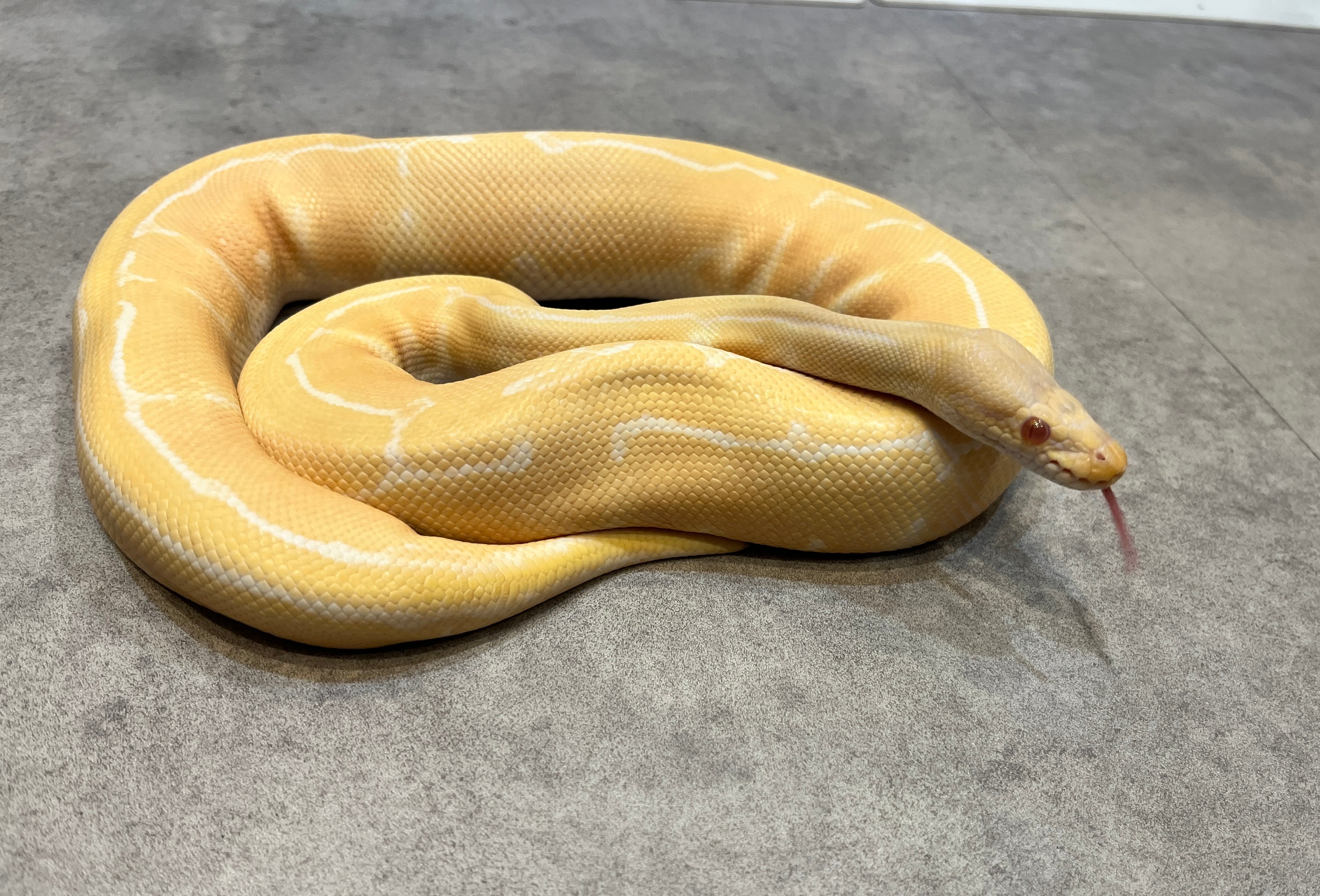 新着 – Page 4 – INSECT SHOP KMY