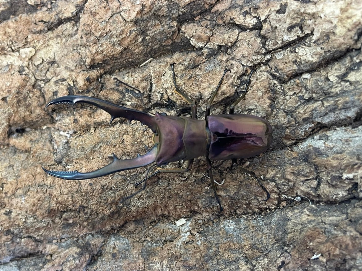 新着 – Page 2 – INSECT SHOP KMY